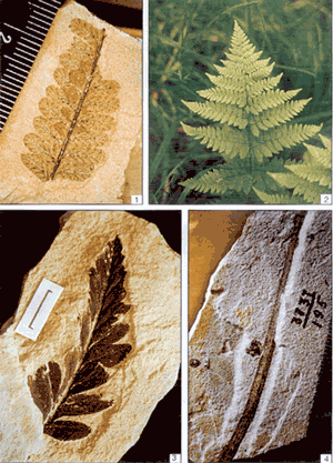 Семь шагов в палеозое